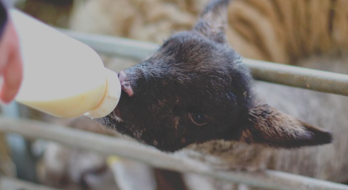Hilltop Farm Shop & Café in Leamington Spa