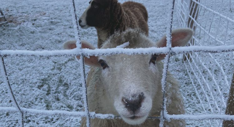 What's on - Hilltop Farm